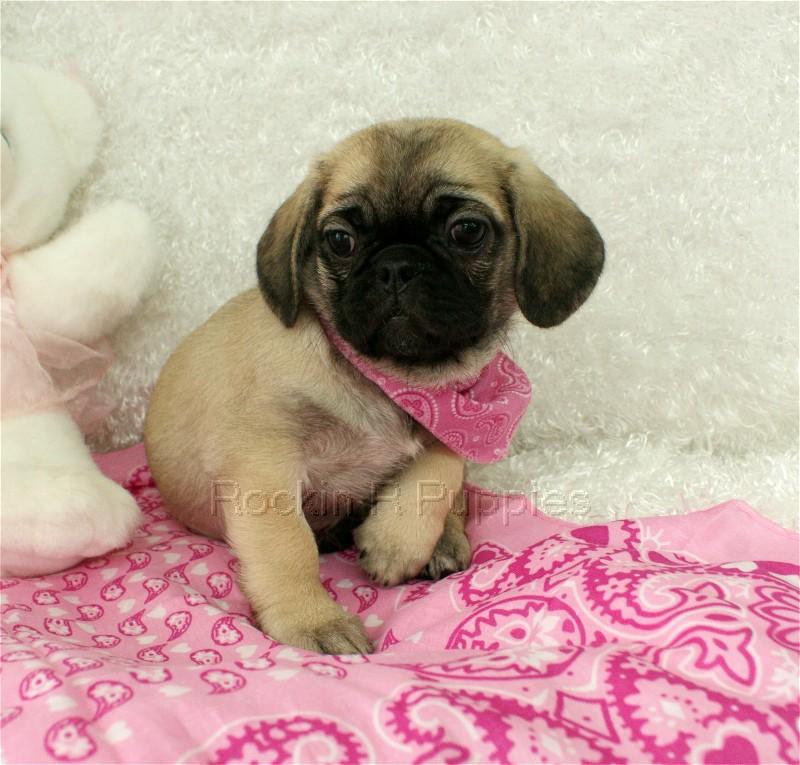 Emerald Puginese: Rockin R Puppies