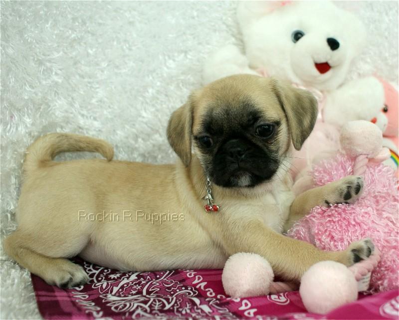 Foxy Puginese: Rockin R Puppies