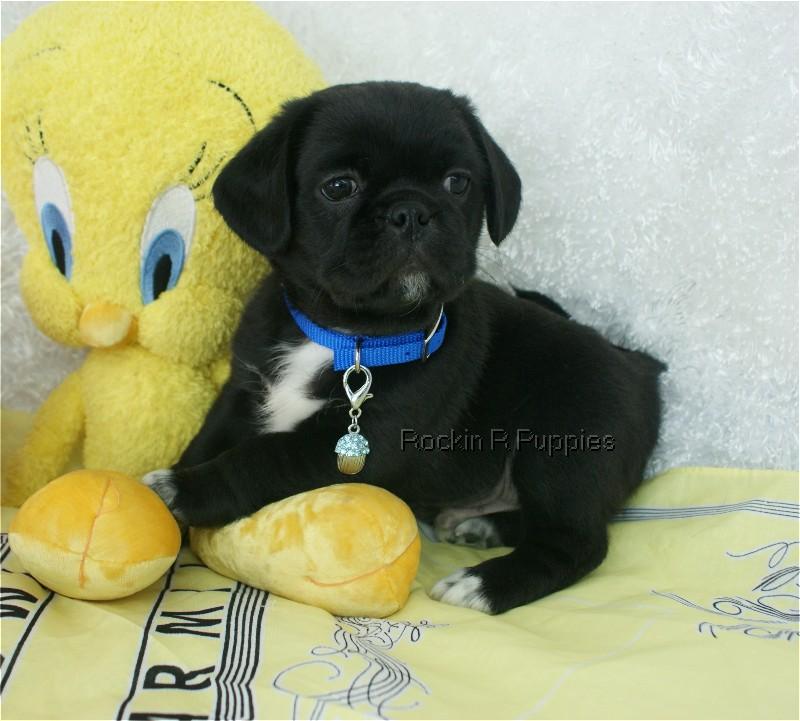 Magic Puginese: Rockin R Puppies