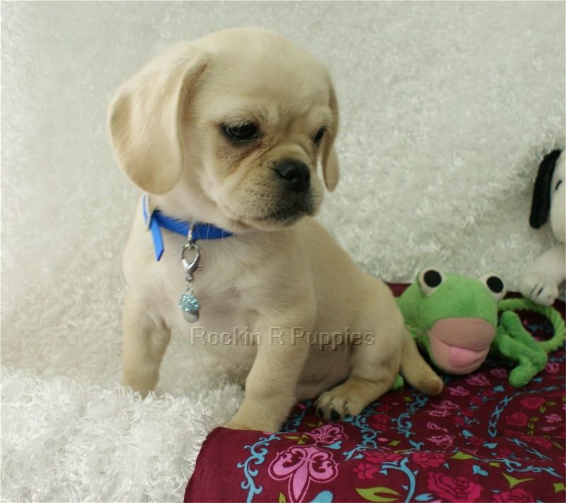 Monty Puginese: Rockin R Puppies