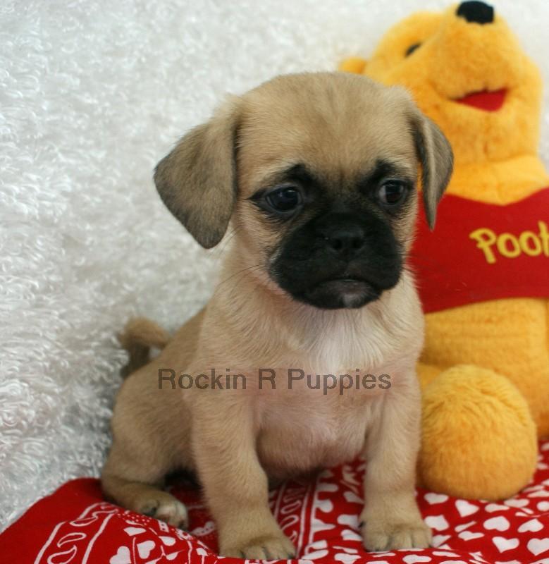Paws Puginese: Rockin R Puppies