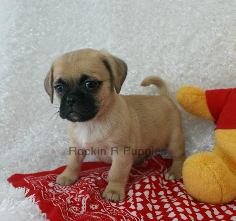 Paws Puginese: Rockin R Puppies