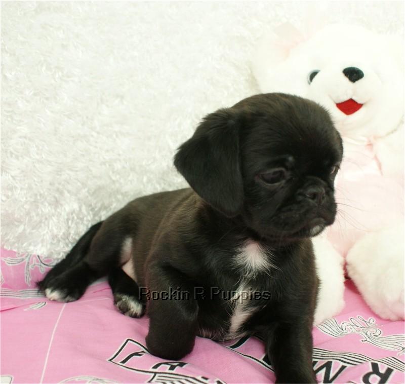 Pippi Puginese: Rockin R Puppies