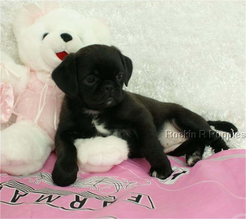 Pippi Puginese: Rockin R Puppies