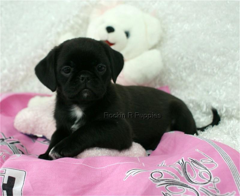 Pippi Puginese: Rockin R Puppies
