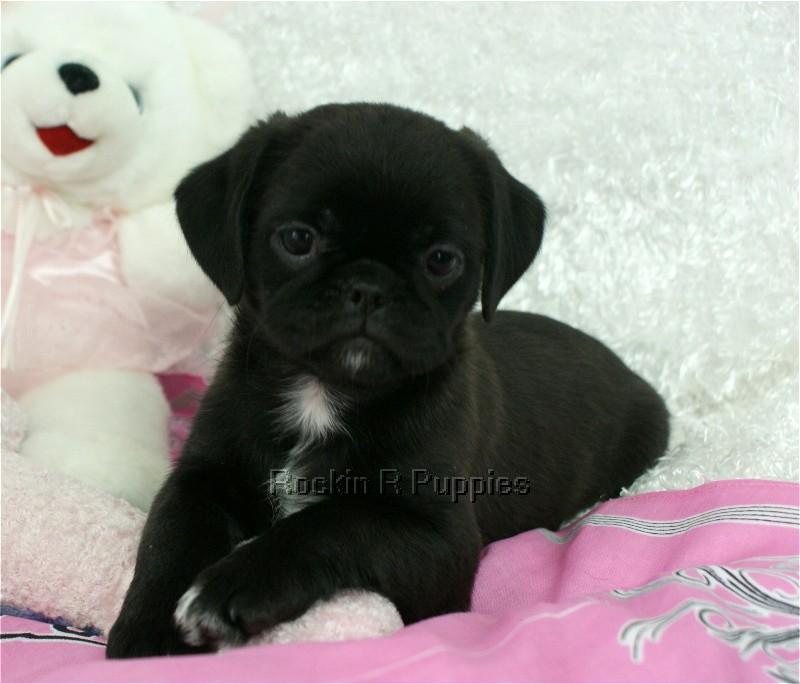 Pippi Puginese: Rockin R Puppies
