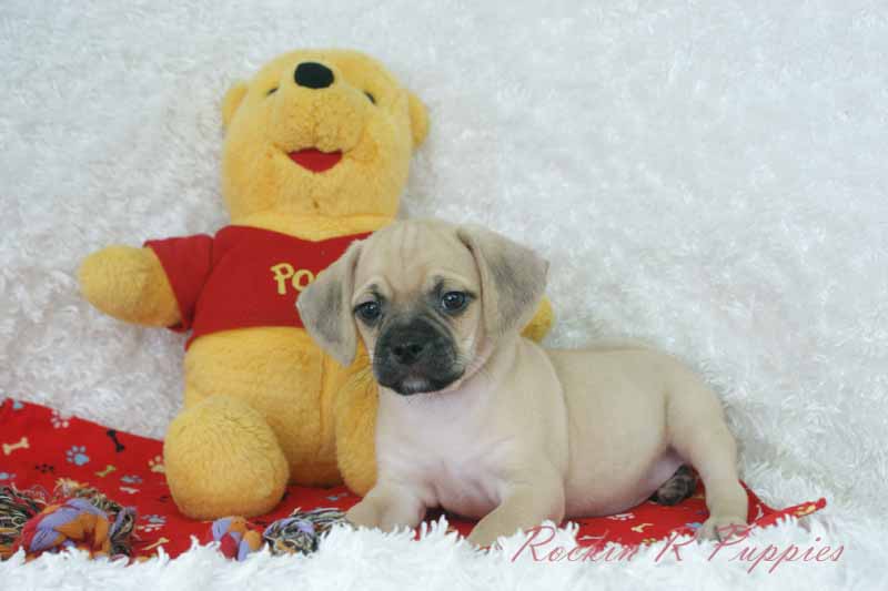 Reggie: Rockin R Puppies