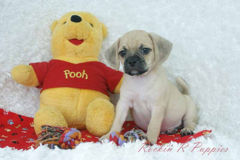 Reggie: Rockin R Puppies