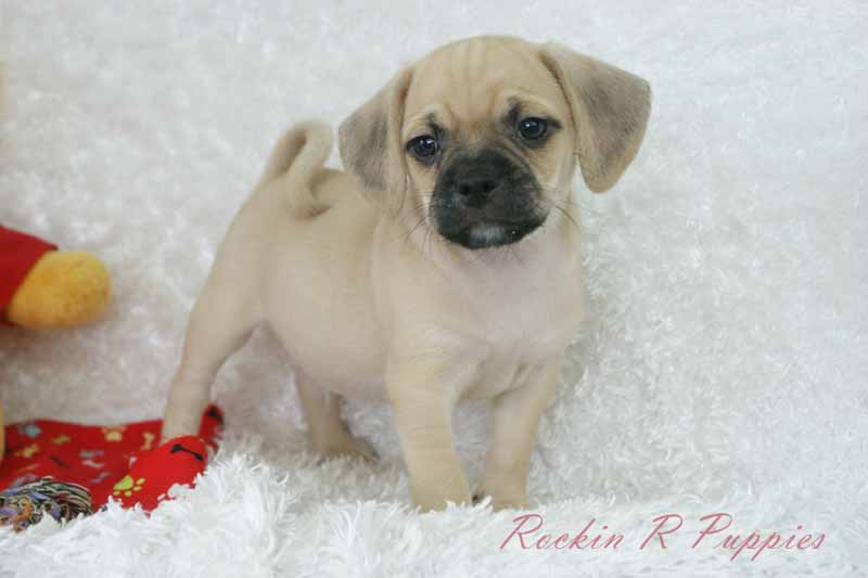 Reggie: Rockin R Puppies