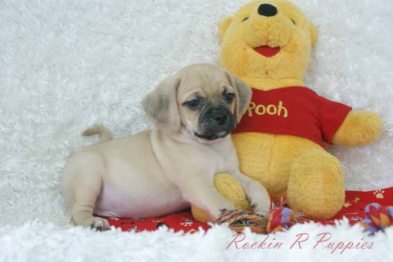 Reggie: Rockin R Puppies