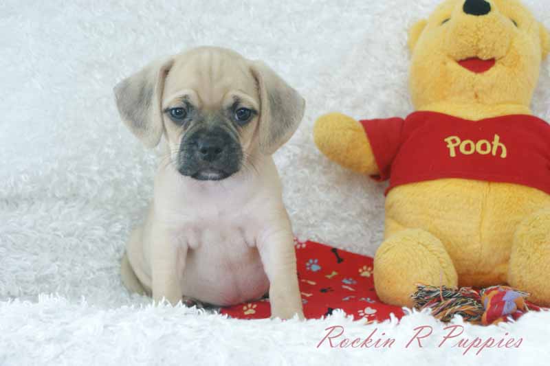 Reggie: Rockin R Puppies