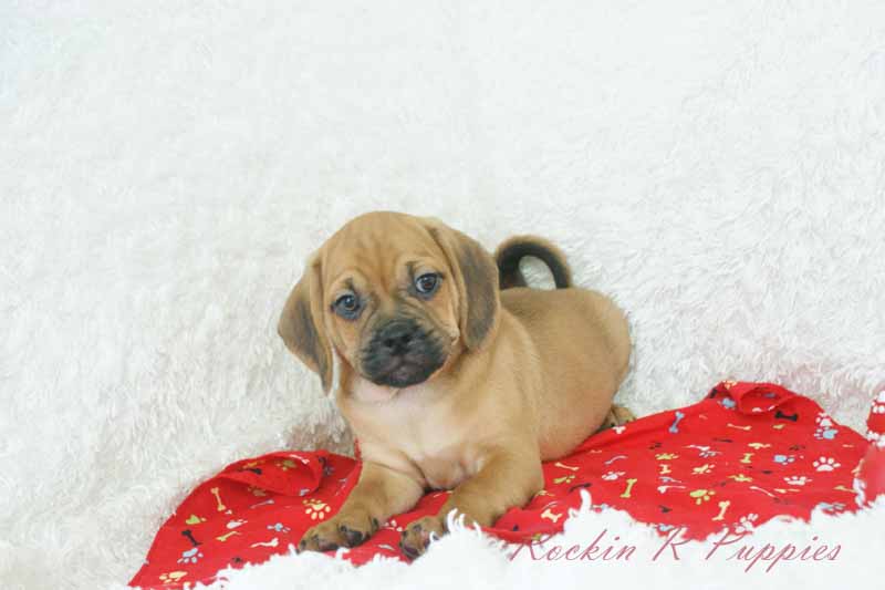 Rover: Rockin R Puppies