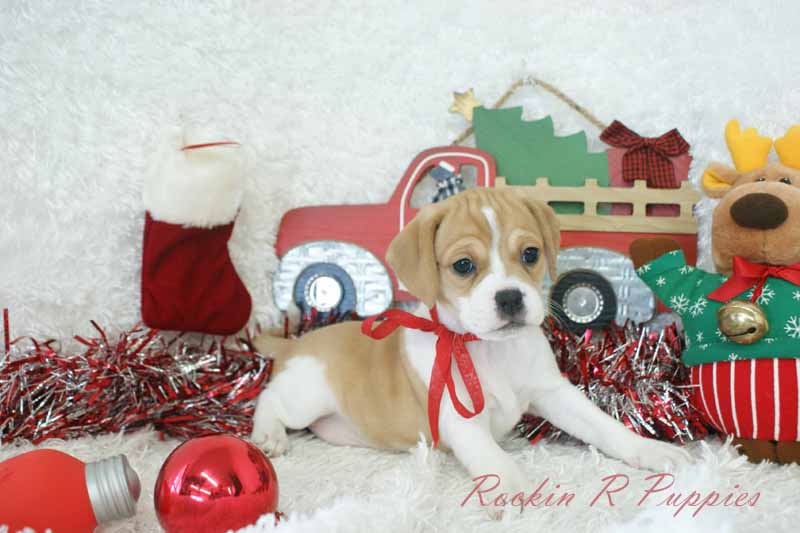 Star: Rockin R Puppies