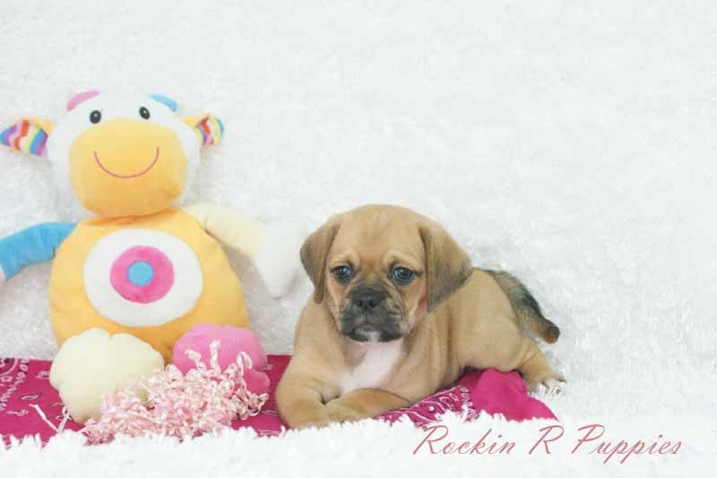 Tabby: Rockin R Puppies