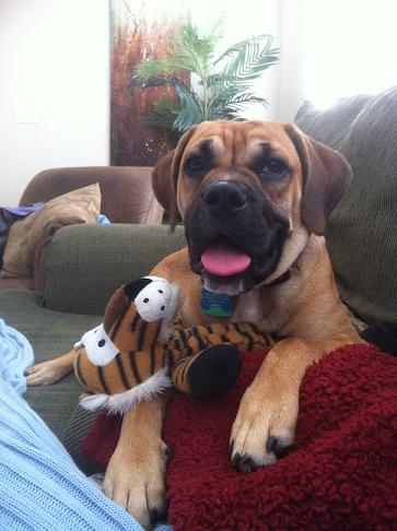 Puggle Dog Full Grown