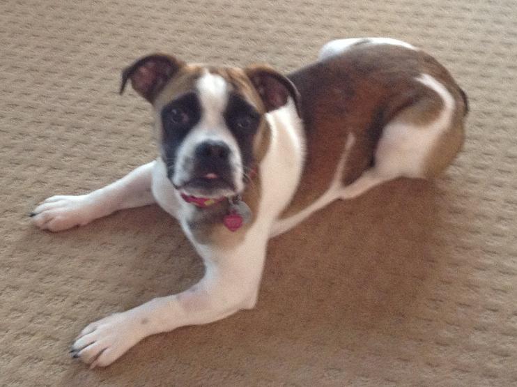 Adult Beabull Bulls-Rockin R Puppies