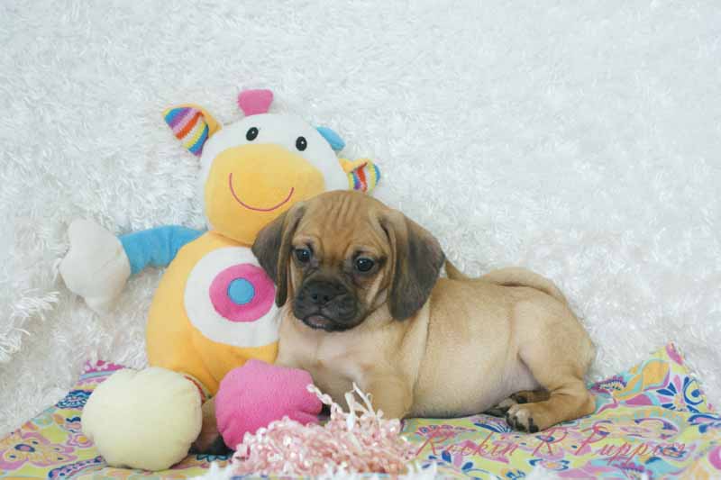 Trudy: Rockin R Puppies