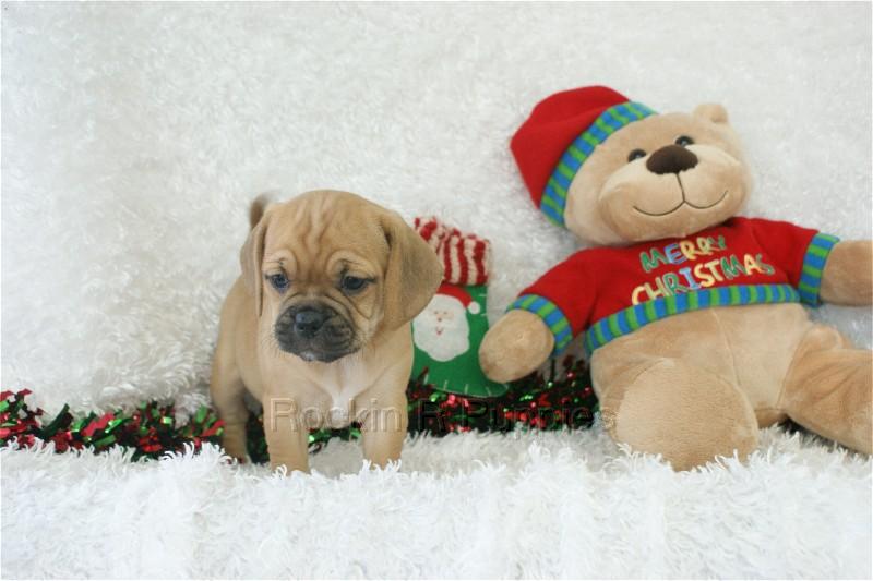 Merry Puggle: Rockin R Puppies