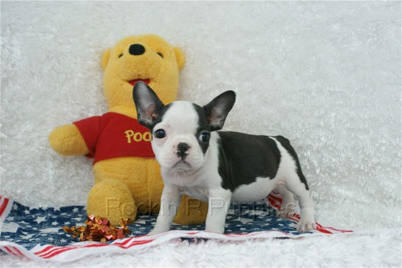 Munchkin Froston: Rockin R Puppies